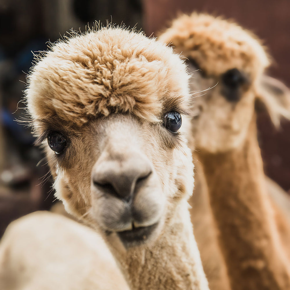 Turtle Mountain Alpacas SHOP